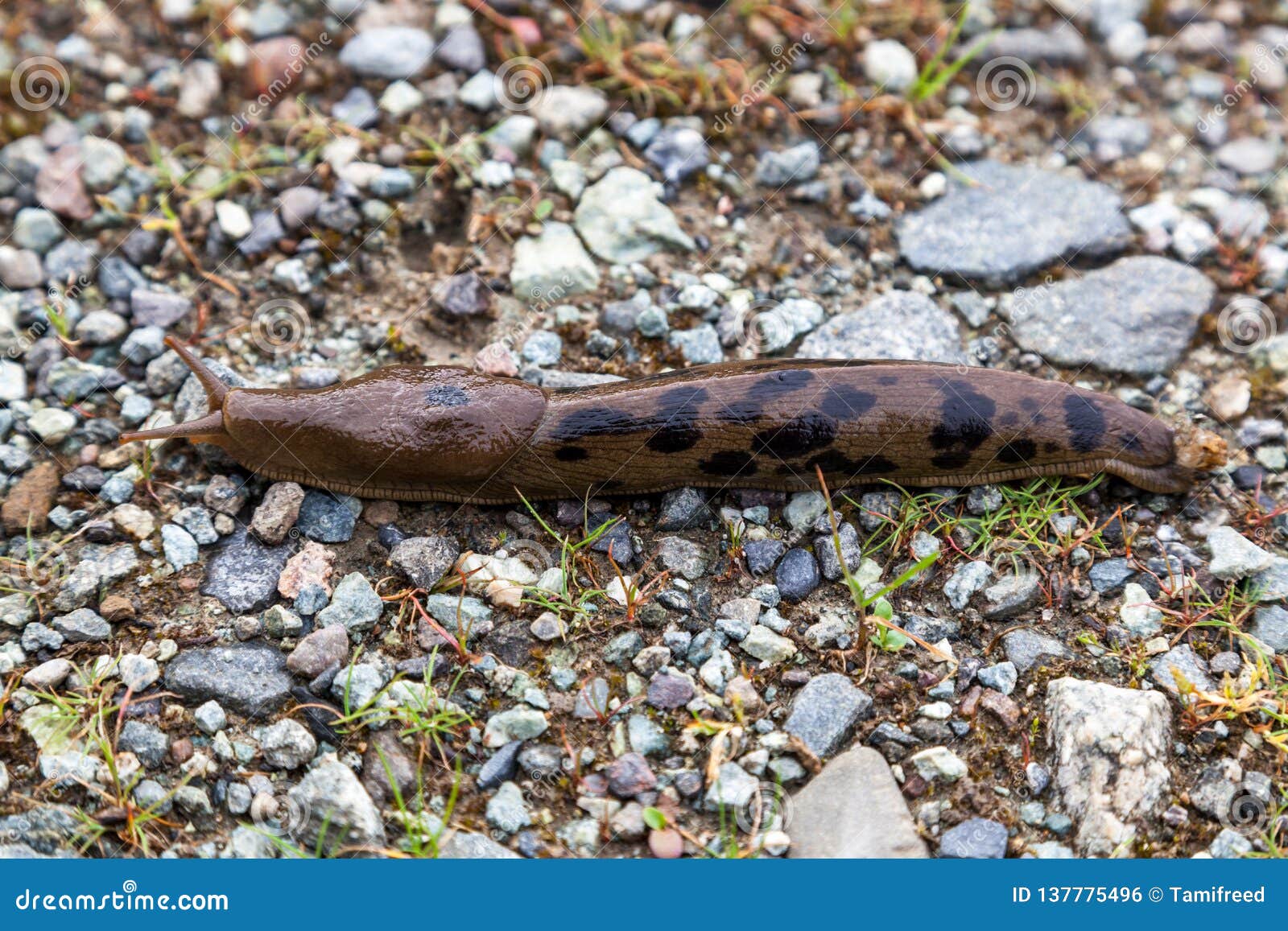 Spotted Leopard Slug stock photo. Image of pacific, limax - 137775496