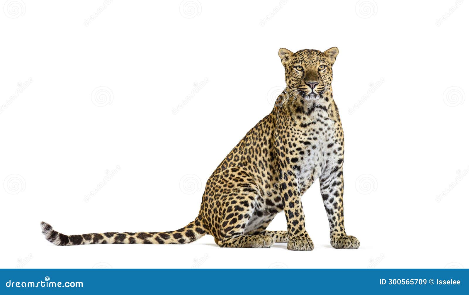Spotted Leopard Standing in Front and Facing at the Camera, Isolated on ...
