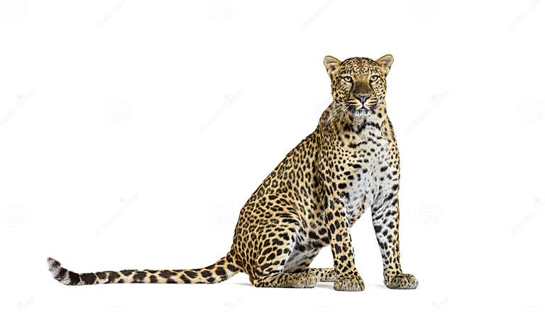 Spotted Leopard Standing in Front and Facing at the Camera, Isolated on ...