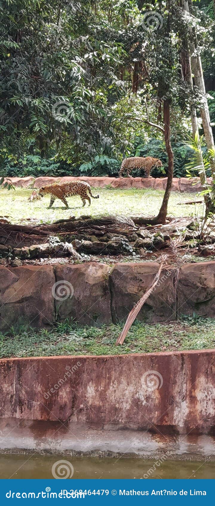 Spotted Leopards from Amazon Rainforest Brazil Stock Image - Image of ...