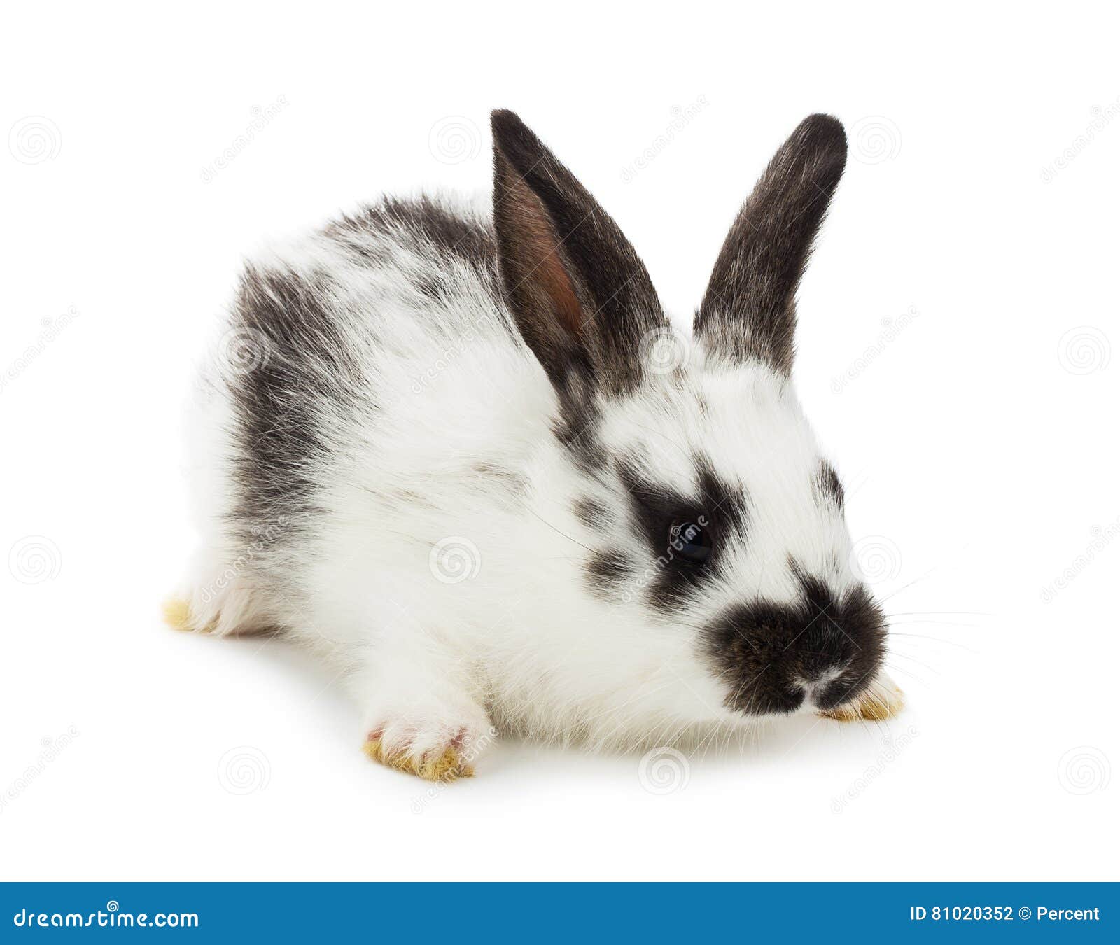 Spotted little rabbit stock photo. Image of softness - 81020352