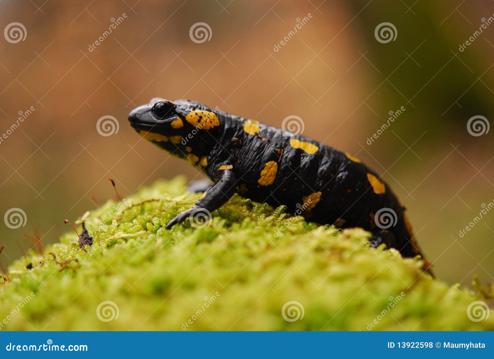 Spotted Lizard stock photo. Image of black, looking, closeup - 13922598