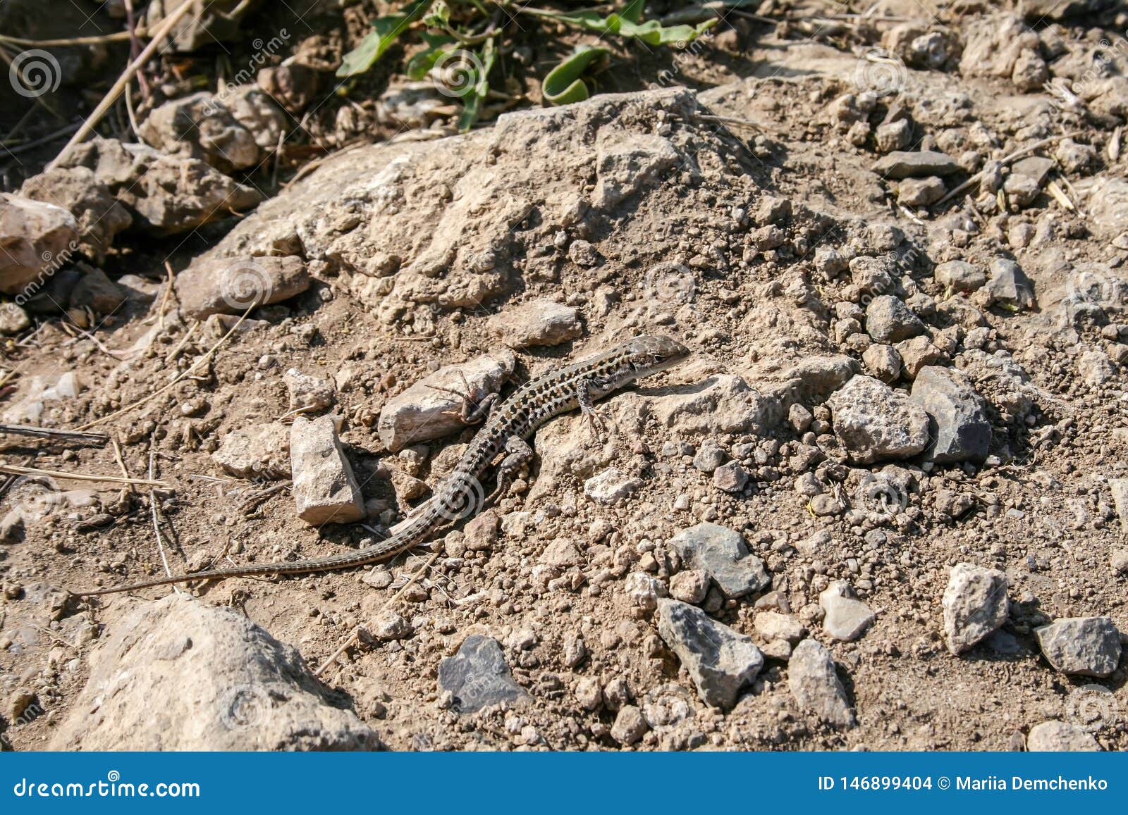 Spotted Lizard Crawling on a Brown Rocky Ground Stock Photo - Image of ...