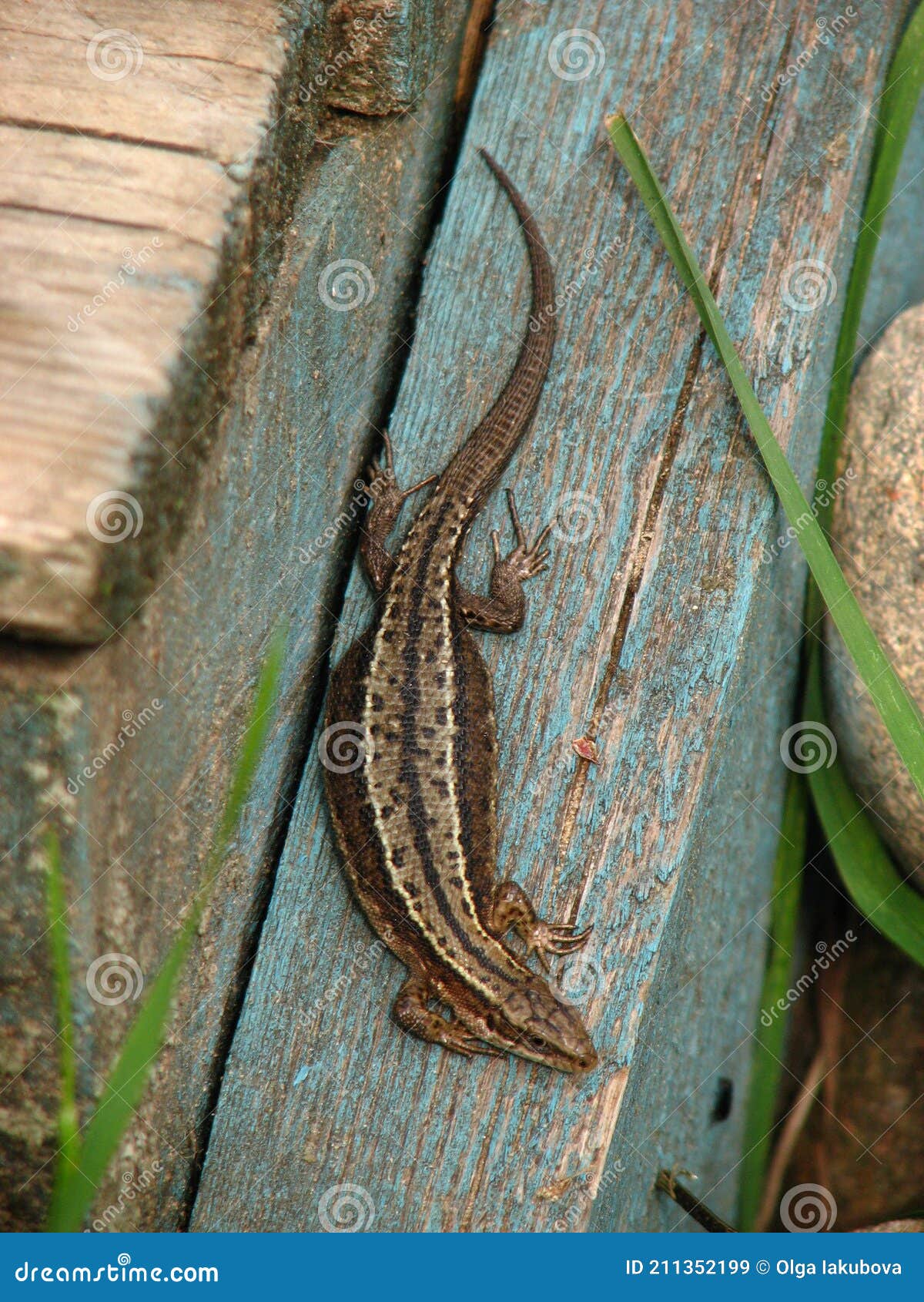 Spotted Lizard on the Front Porch Stock Image - Image of soil, front ...