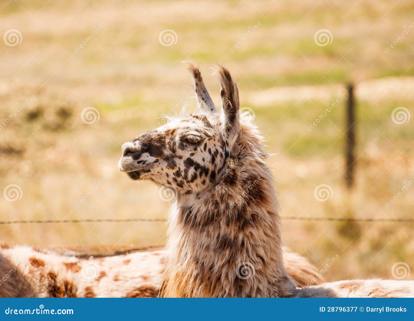 Spotted Llama stock image. Image of wool, barn, wild - 28796377