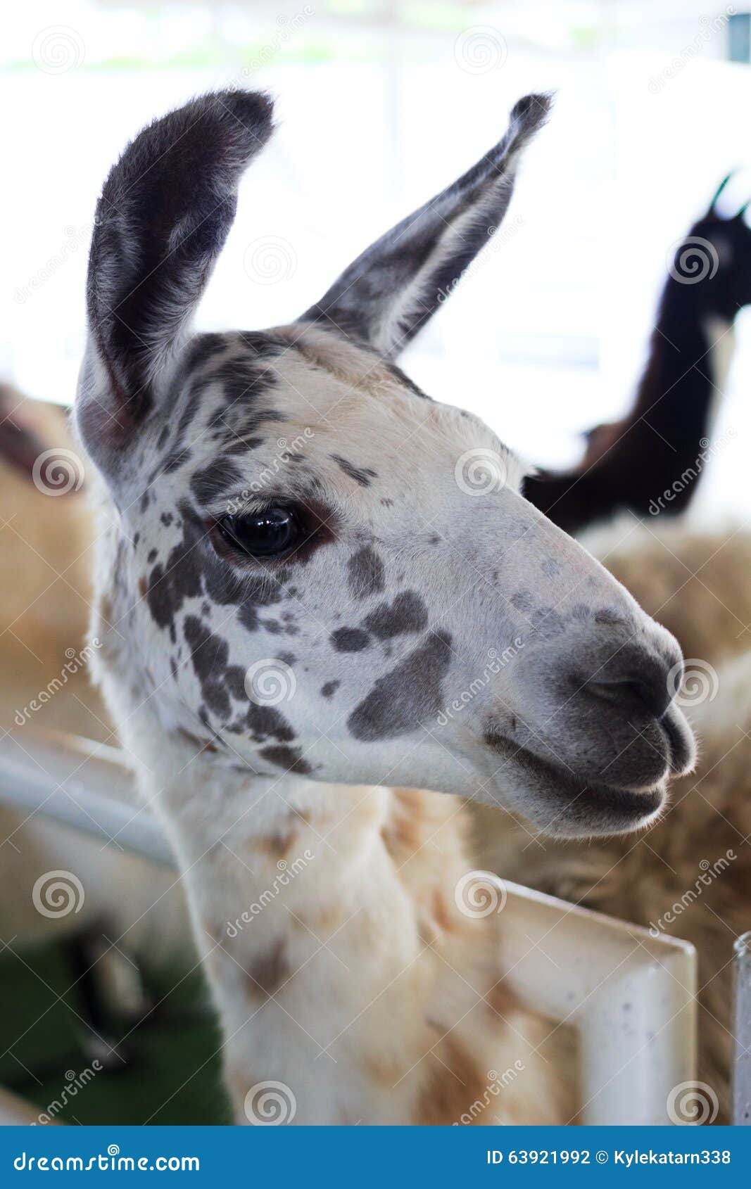 A spotted llama stock photo. Image of asia, spotted, llama - 63921992