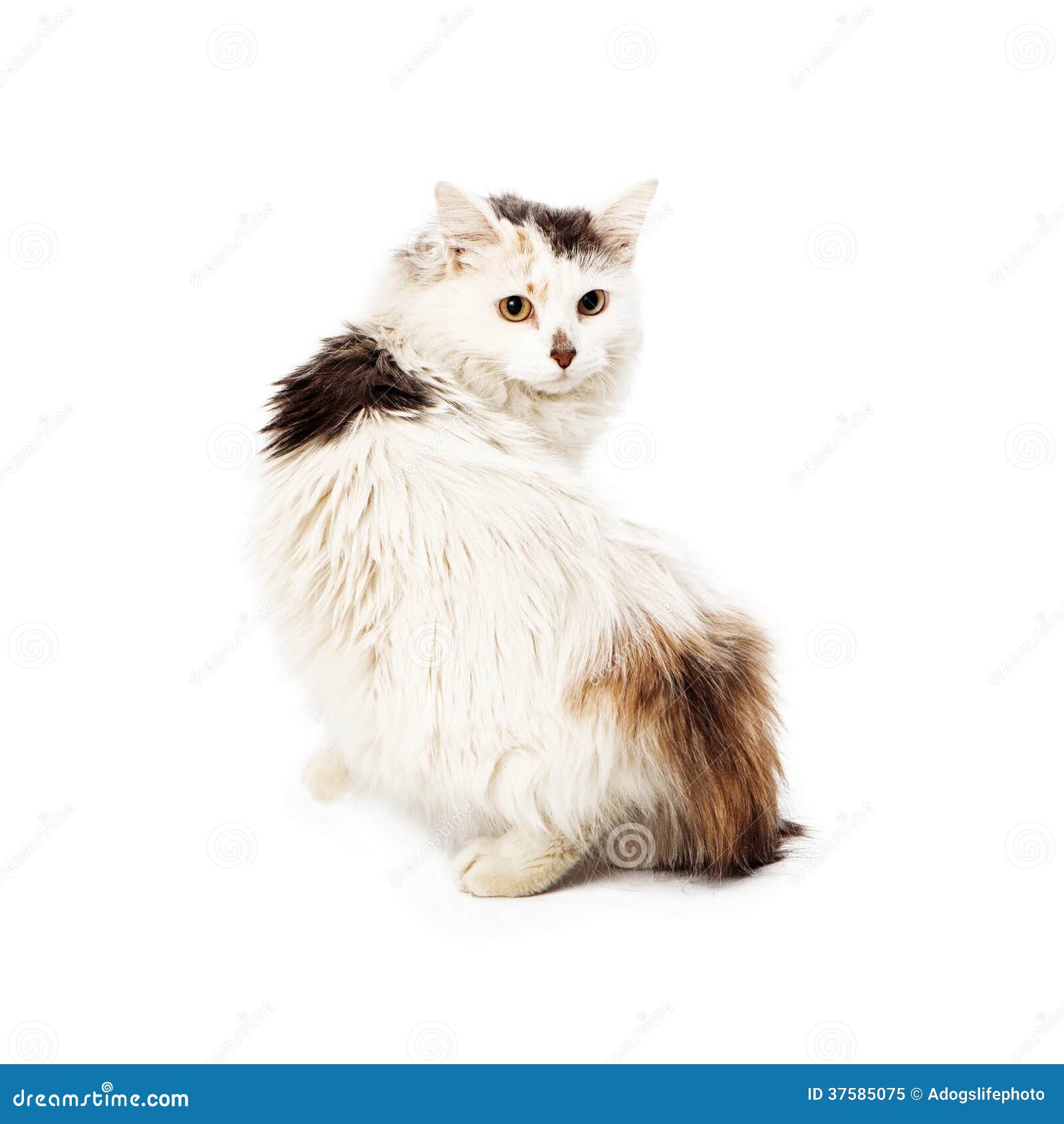 Spotted Long-haired Cat Looking Back Stock Image - Image of away ...