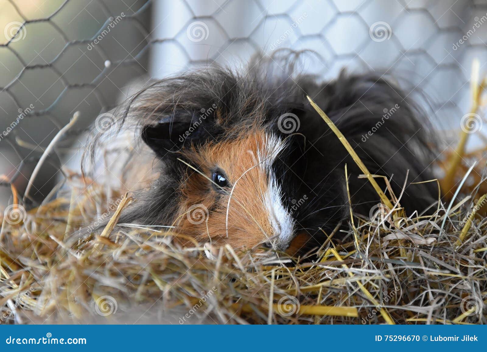 Spotted Longhair Guinea Pig in a Pen Stock Photo - Image of dwarf, cute ...