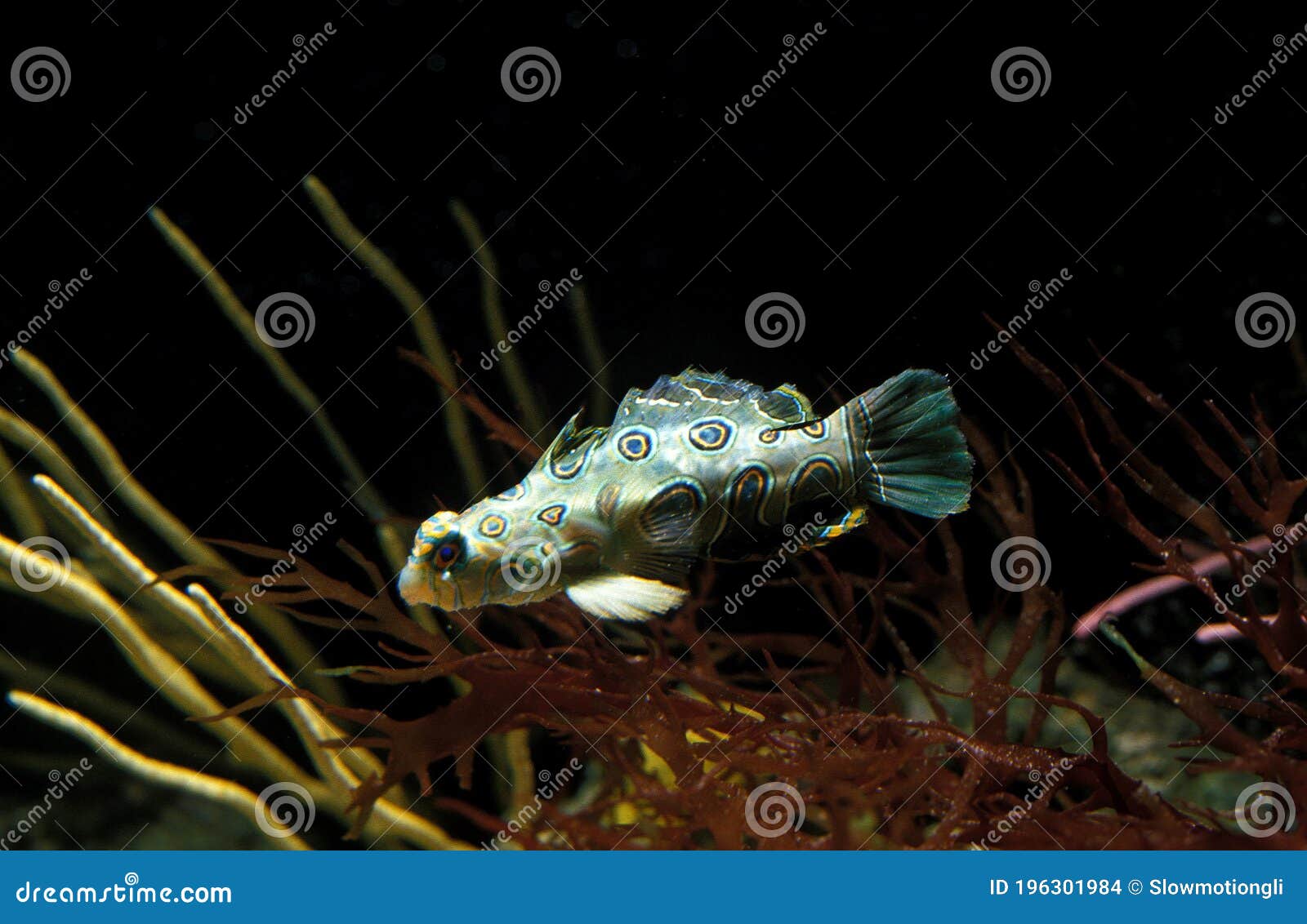 Spotted Mandarin Fish, Synchiropus Picturatus Stock Photo - Image of ...