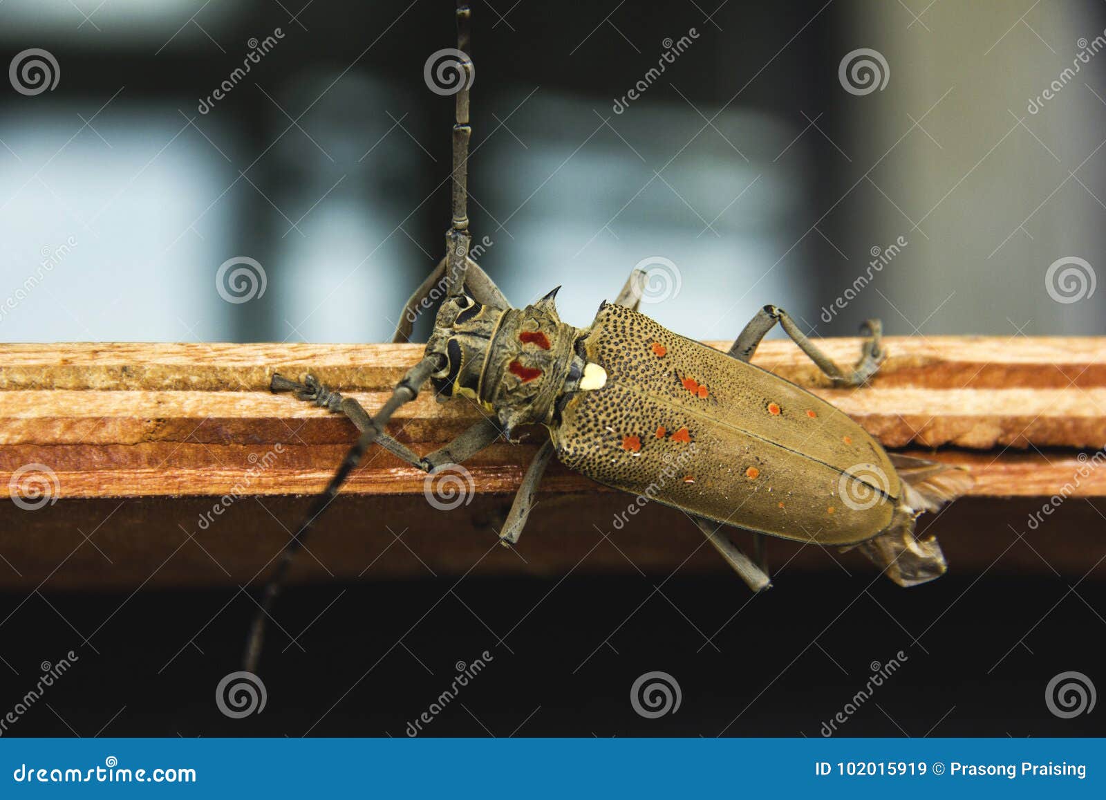 Spotted Mango Borer stock image. Image of brown, beetle - 102015919