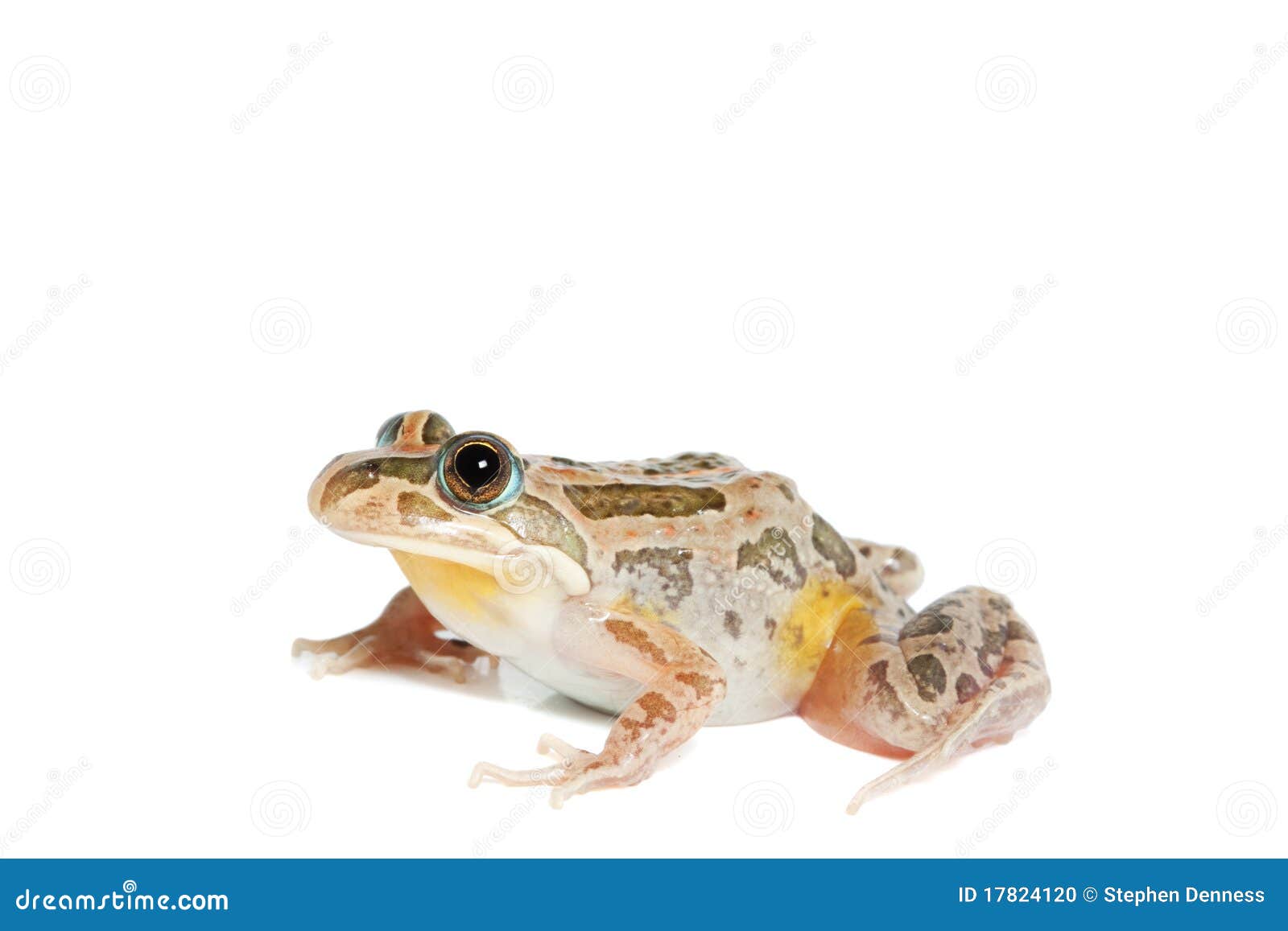 Spotted Marsh Frog stock photo. Image of brown, animal - 17824120
