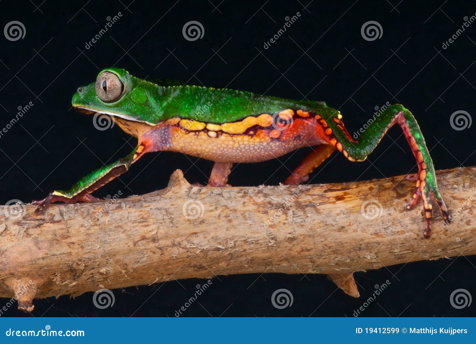 Spotted monkey tree frog stock image. Image of green - 19412599