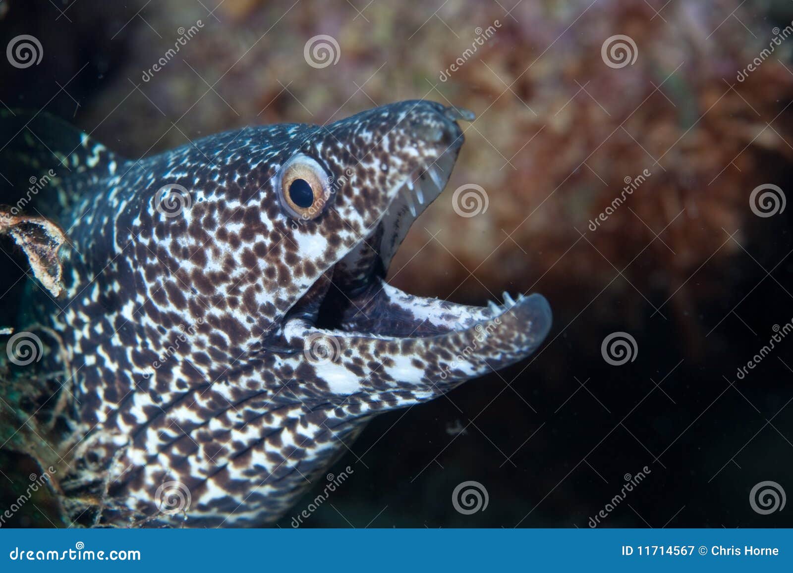 Spotted Moray stock image. Image of scuba, underwater - 11714567