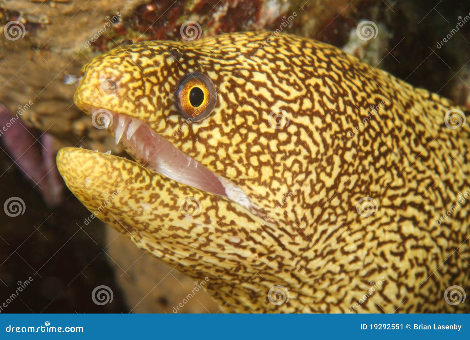 Spotted Moray - Bonaire stock image. Image of gold, caribbean - 19292551