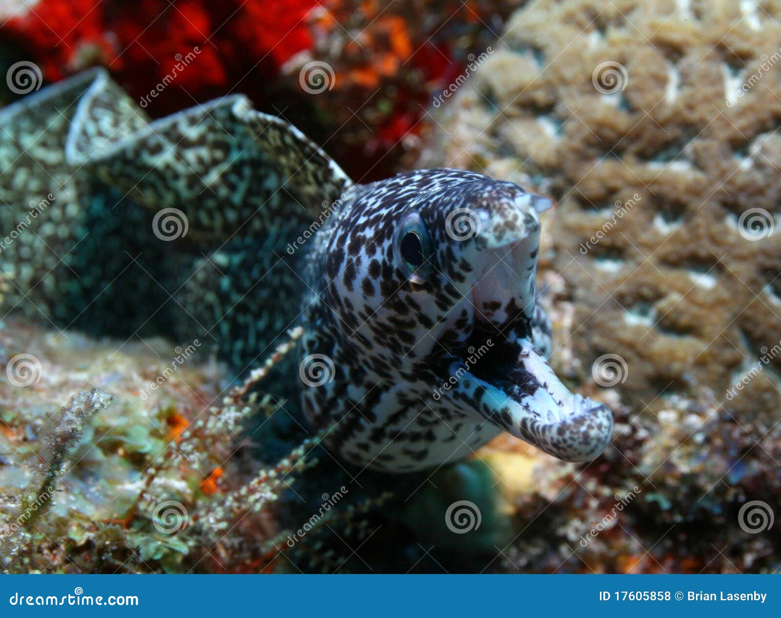 Spotted Moray - Cozumel, Mexico Stock Photo - Image of coral ...