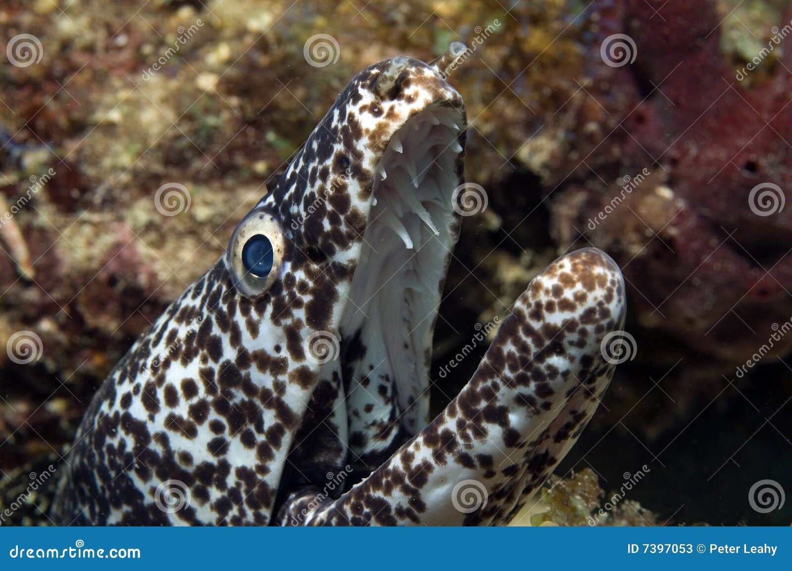 Spotted Moray Eel stock image. Image of scuba, coral, tails - 7397053