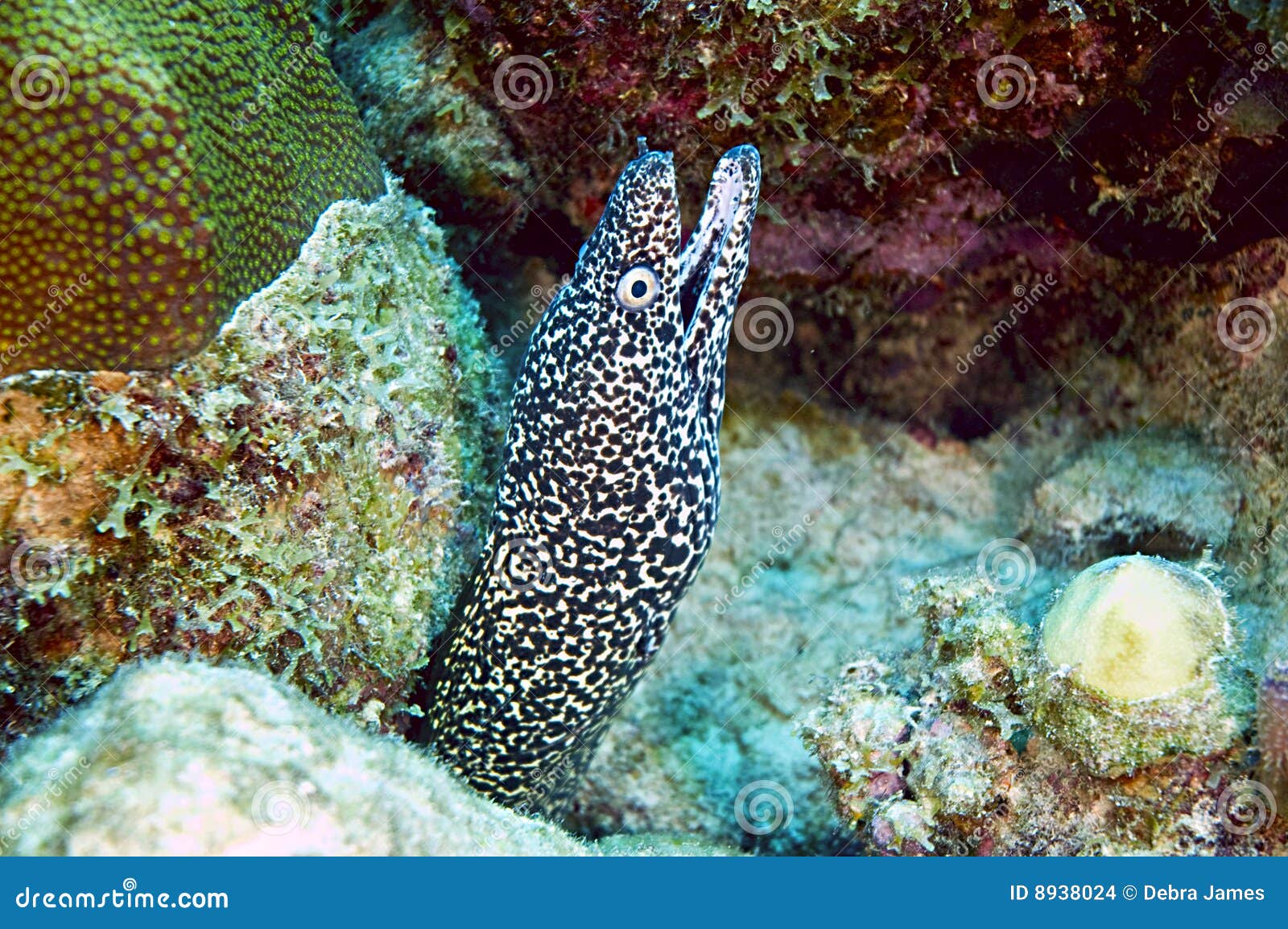 Spotted Moray Eel Royalty-Free Stock Photography | CartoonDealer.com ...