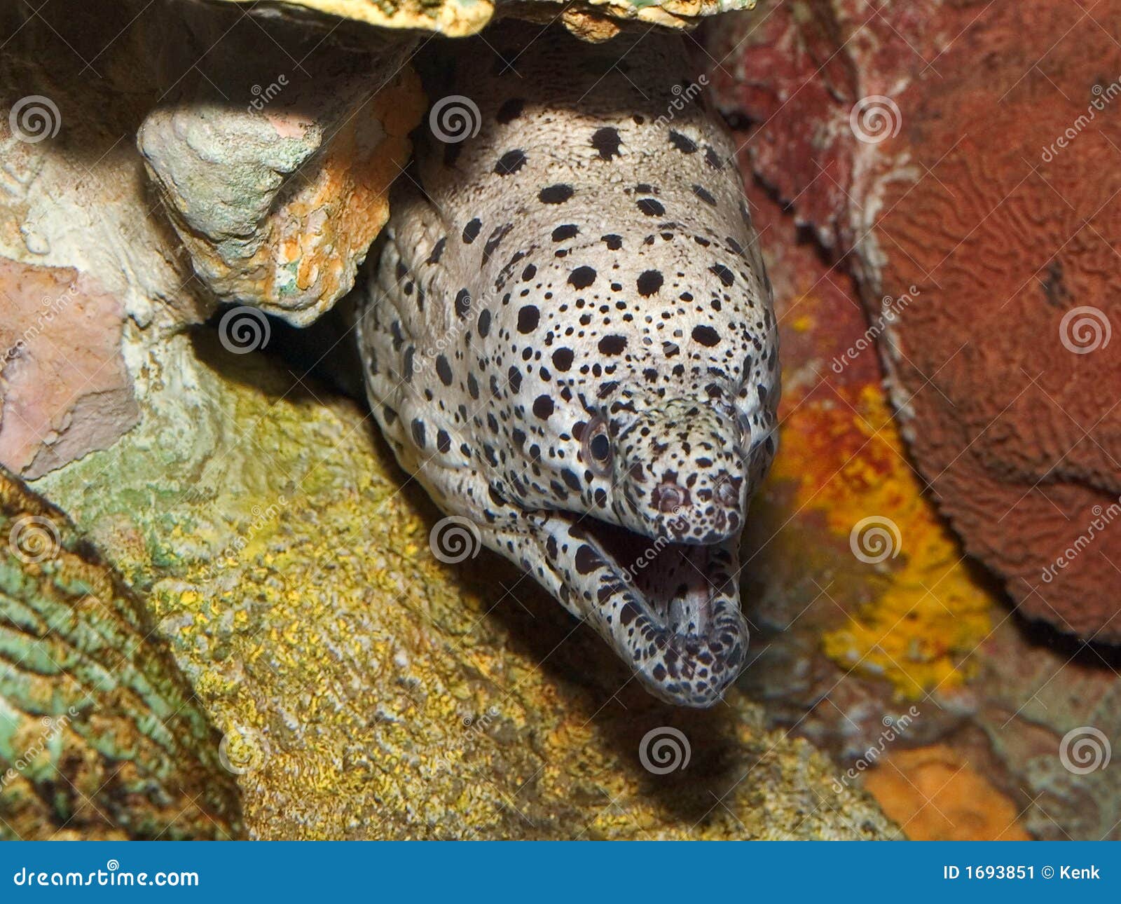 Spotted Moray Eel in Hiding Stock Image - Image of predator, moray: 1693851