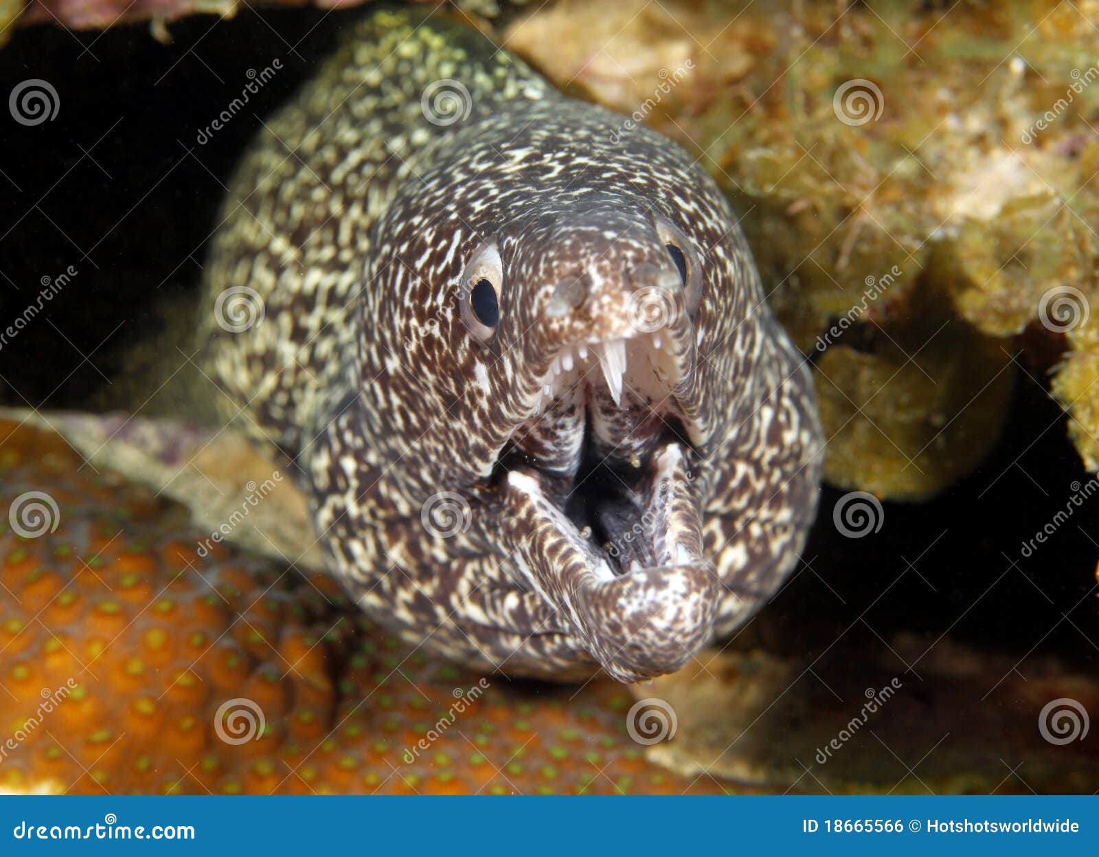 Spotted Moray Eel ,utila,honduras Underwater Snake Stock Photo - Image ...