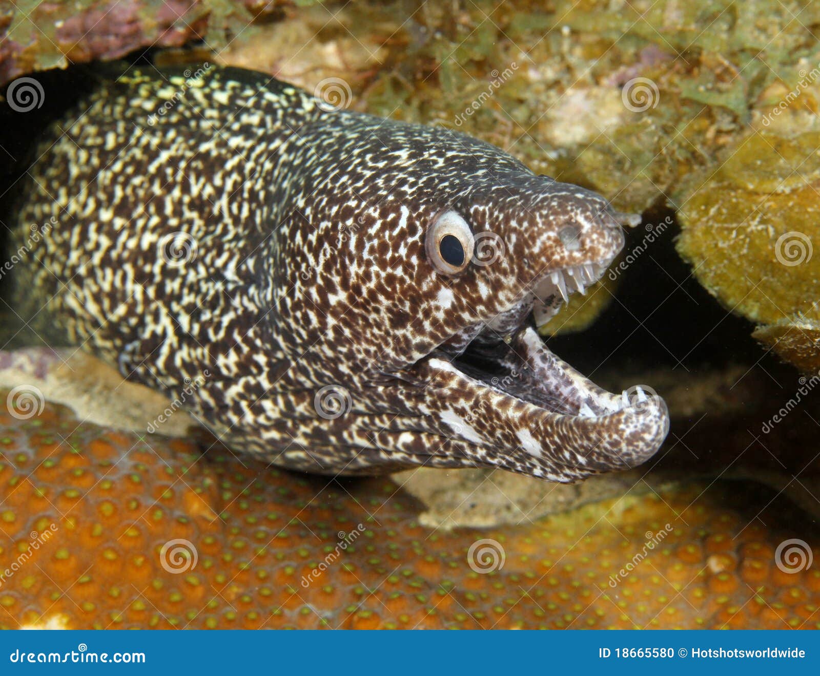 Spotted Moray Eel ,utila,honduras Underwater Snake Stock Photo - Image ...