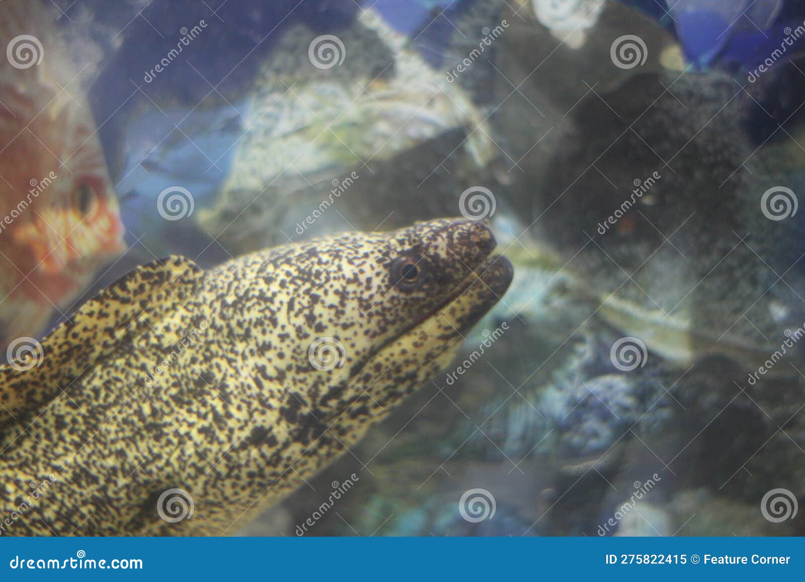 Spotted Moray Eel, Utila, Honduras Underwater Snake Stock Image - Image ...