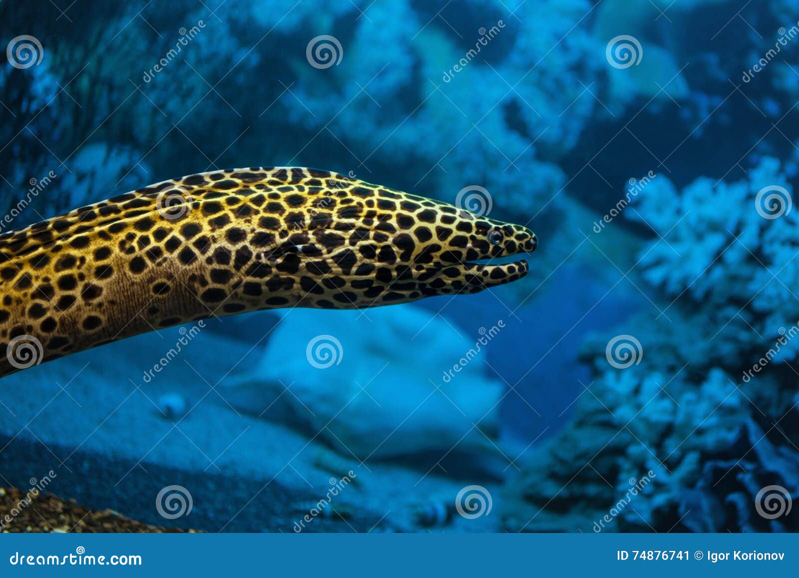 Spotted moray eels stock image. Image of closeup, reefs - 74876741