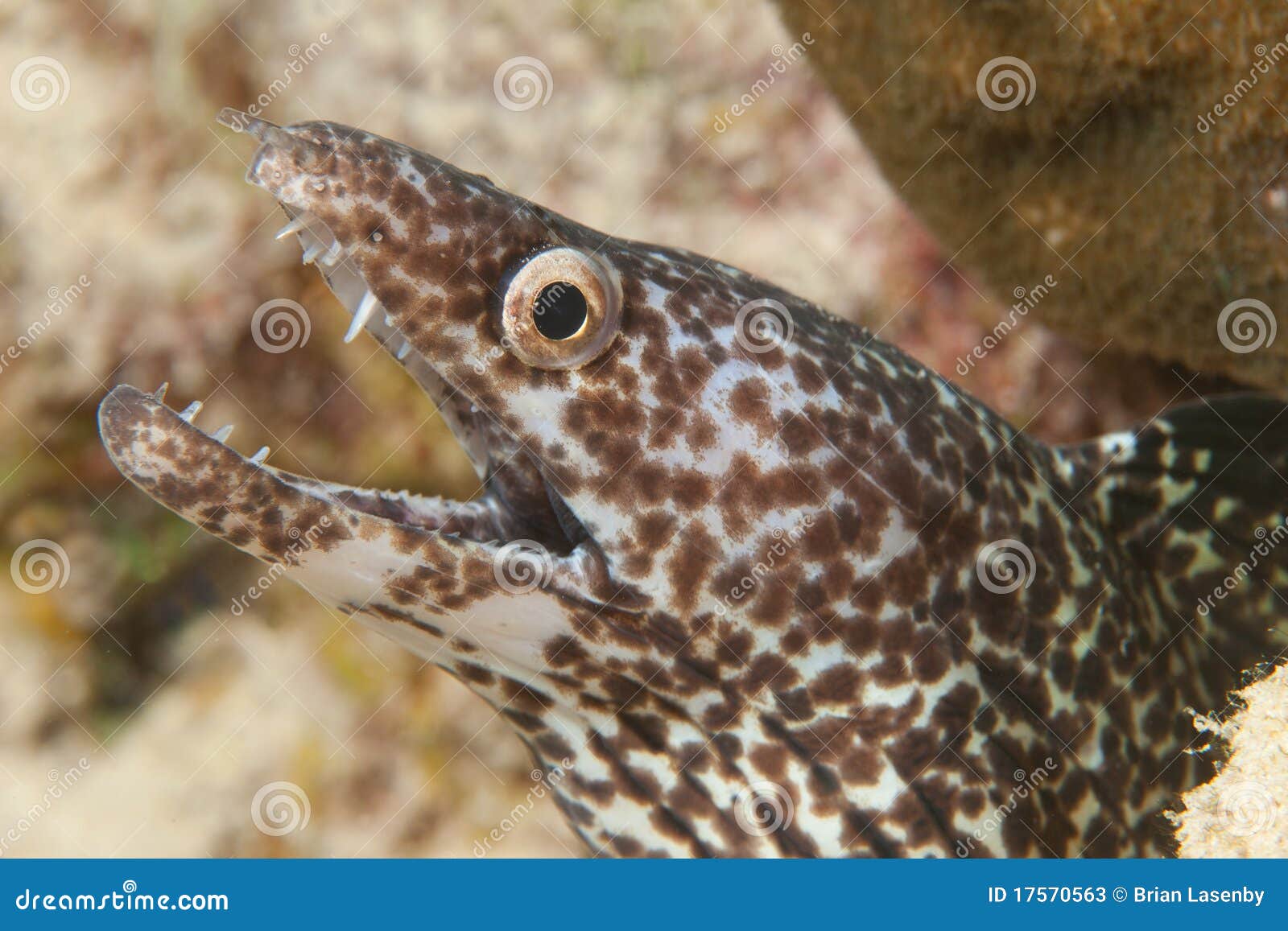 Spotted Moray (Gymnothorax Moringa) - Bonaire Stock Image - Image of ...