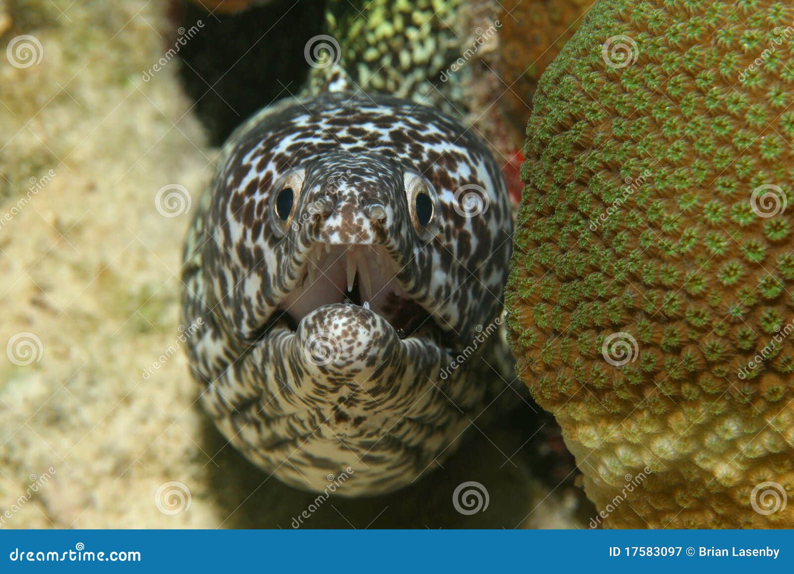 Spotted Moray (Gymnothorax Moringa) - Bonaire Stock Image - Image of ...