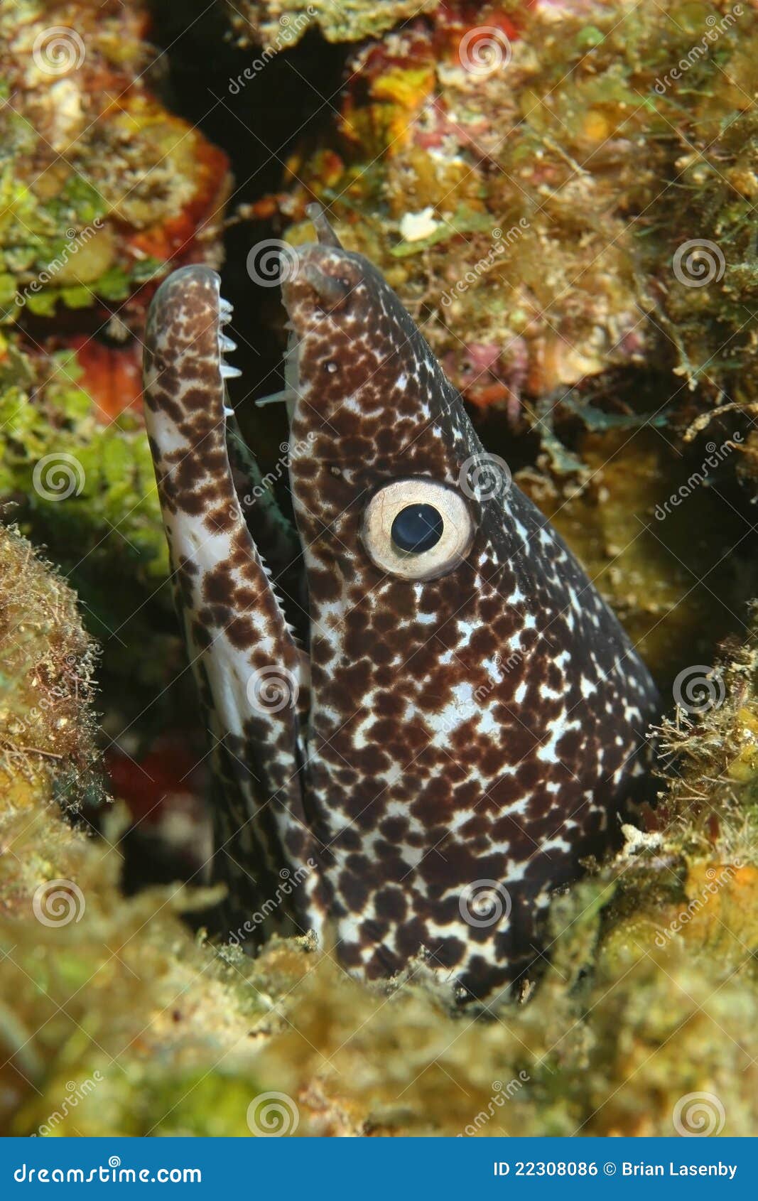 Spotted Moray (Gymnothorax Moringa) - Cozumel, Mex Stock Photo - Image ...