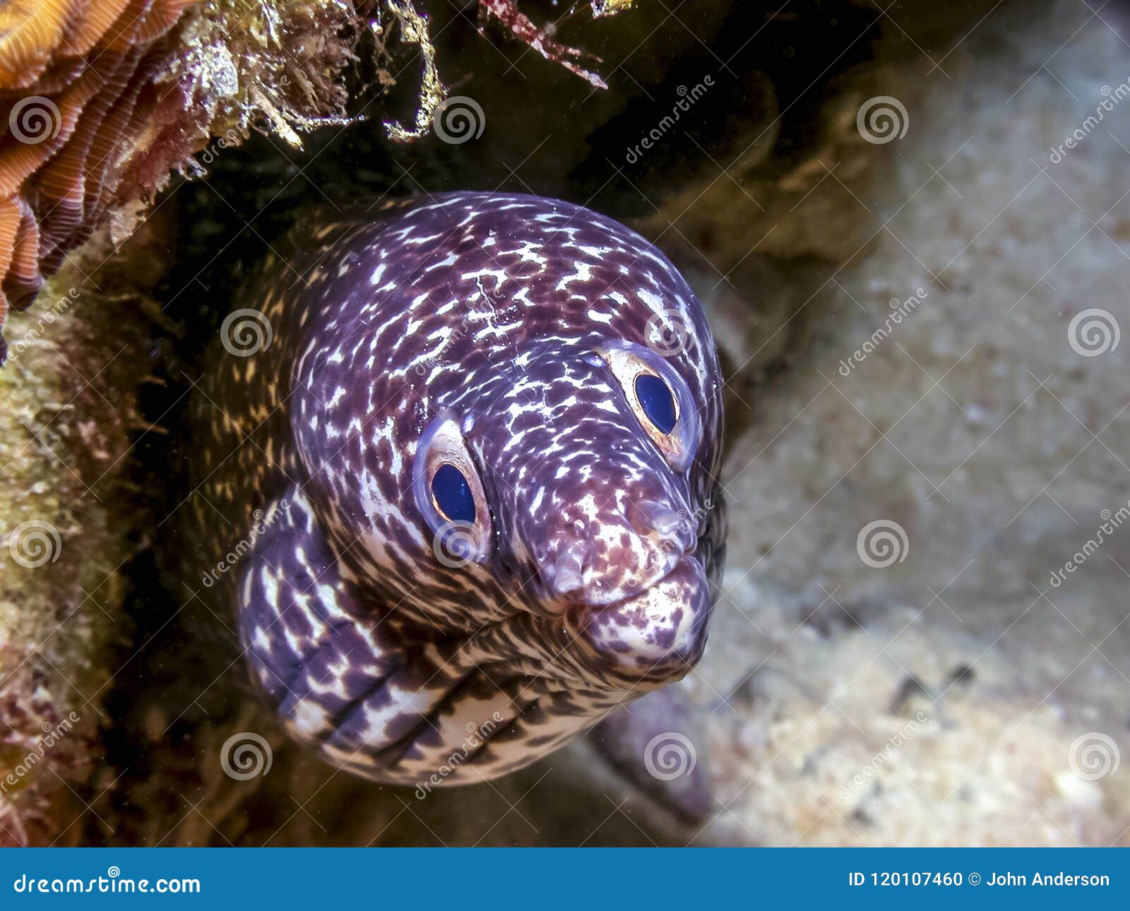 Spotted Moray,Gymnothorax Moringa Stock Photo - Image of moray, life ...