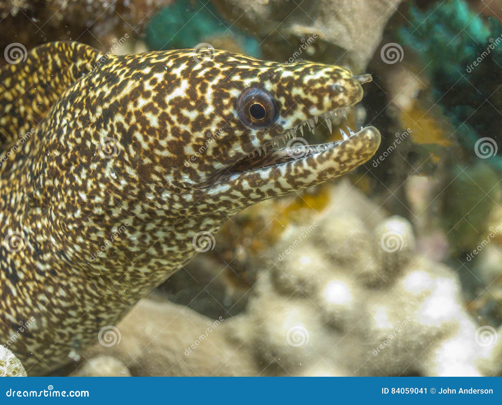 Spotted Moray,Gymnothorax Moringa Stock Image - Image of animal ...