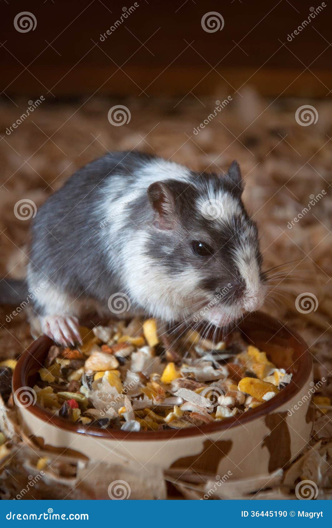 Spotted mouse (rodent) stock photo. Image of medicine - 36445190