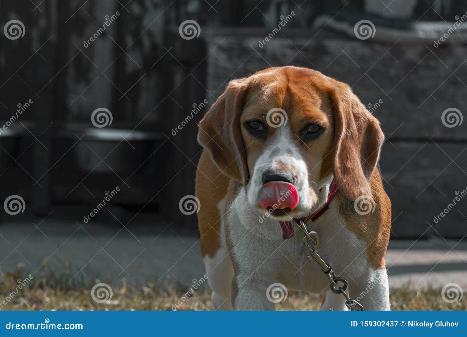 Spotted Multi-colored Hunting Dog. Stock Image - Image of pedigree ...