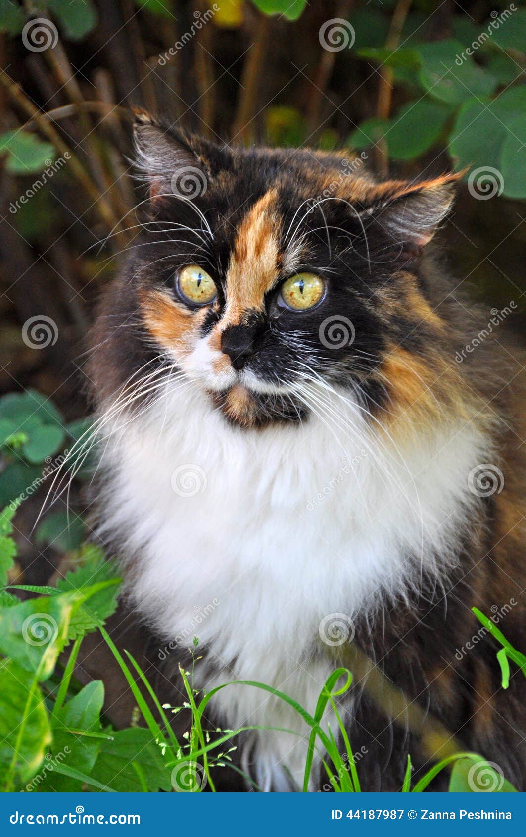 Spotted multicolor cat stock image. Image of fleas, muzzle - 44187987