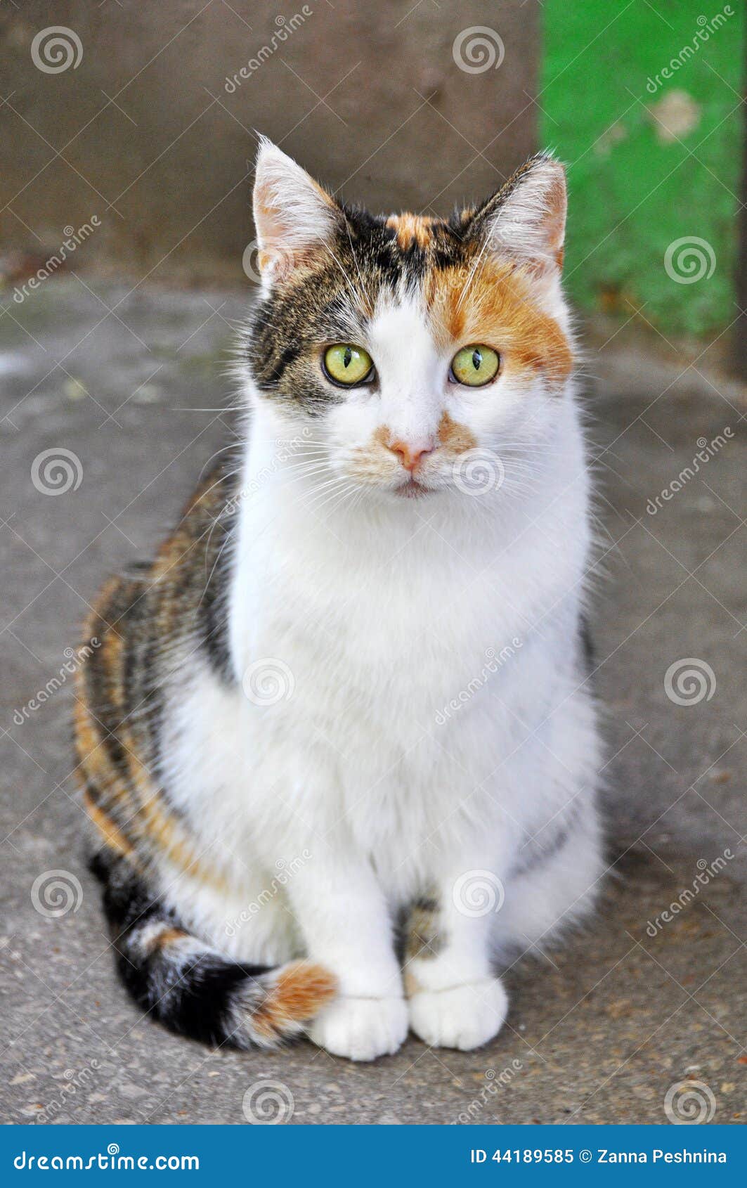 Spotted multicolor cat stock image. Image of domestic - 44189585