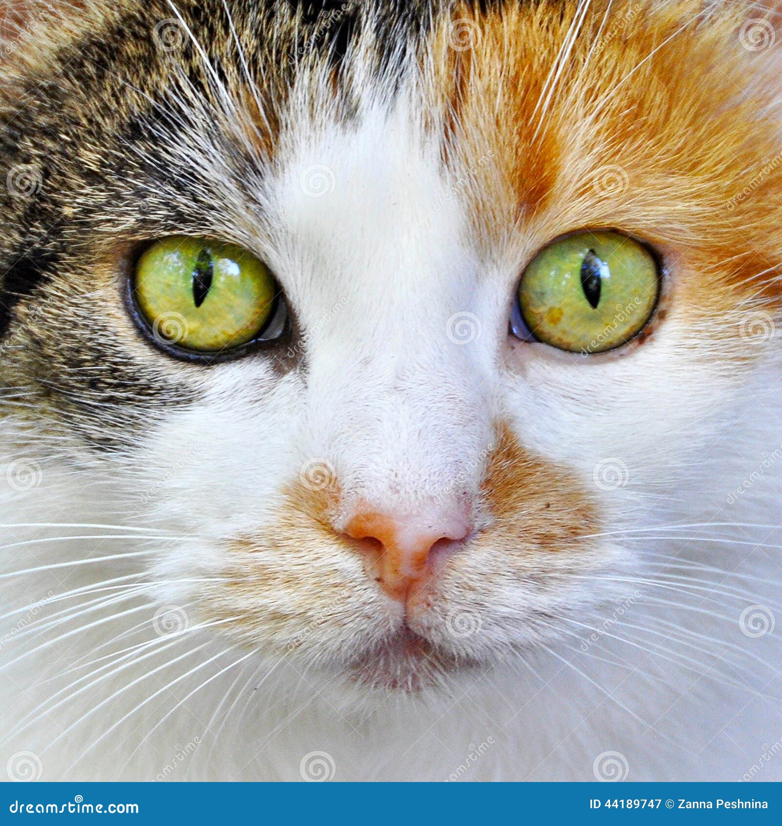 Spotted multicolor cat stock image. Image of color, outdoor - 44189747