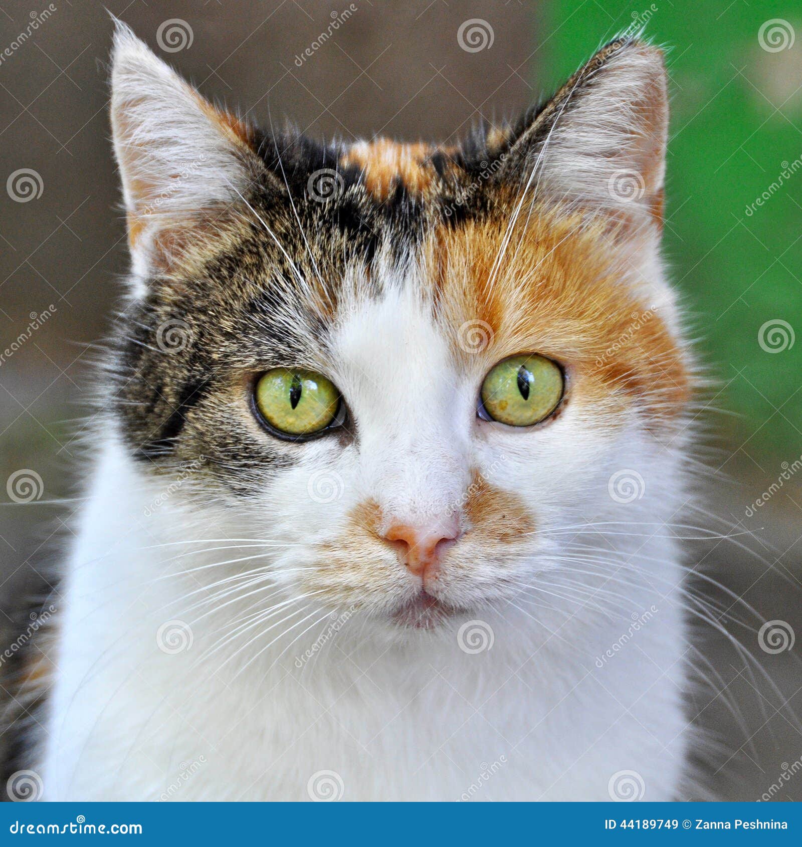 Spotted multicolor cat stock image. Image of kitty, homeless - 44189749