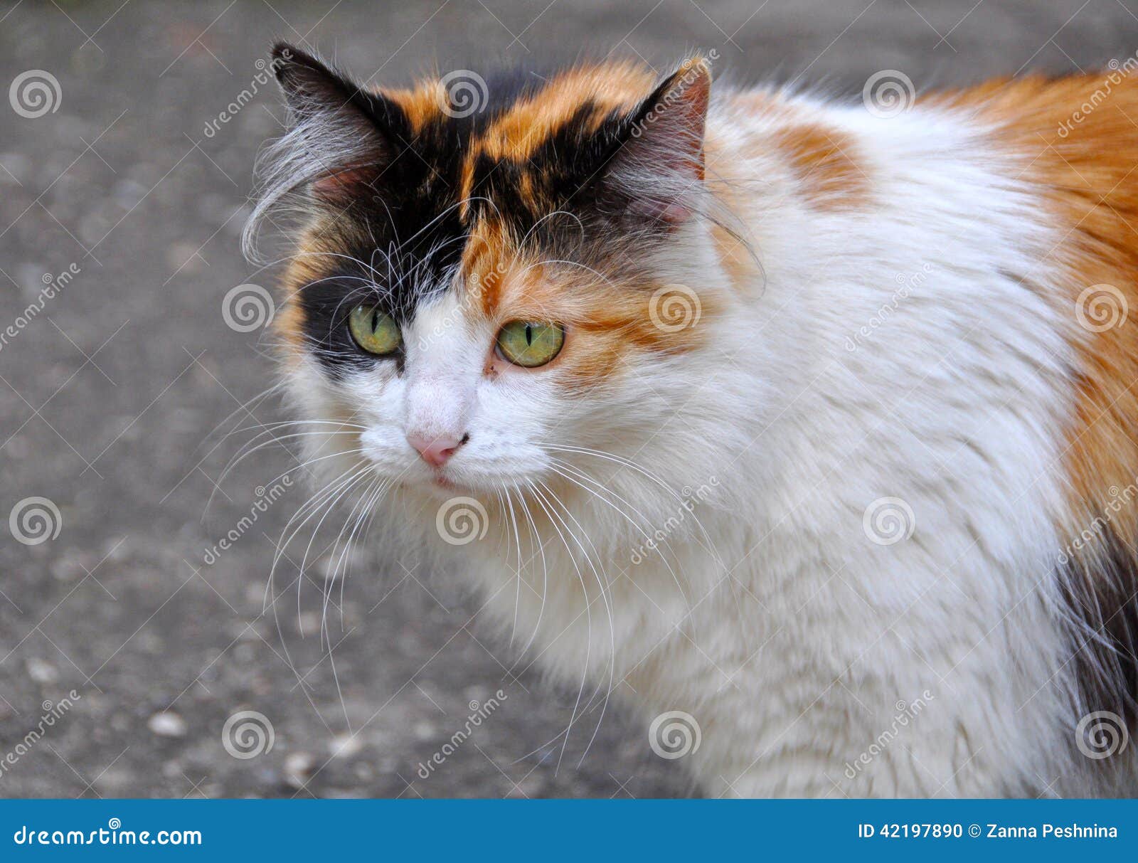 Spotted multicolor cat stock photo. Image of muzzle, darling - 42197890