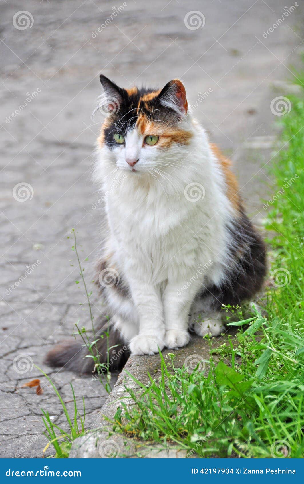 Spotted multicolor cat stock photo. Image of hungry, feet - 42197904