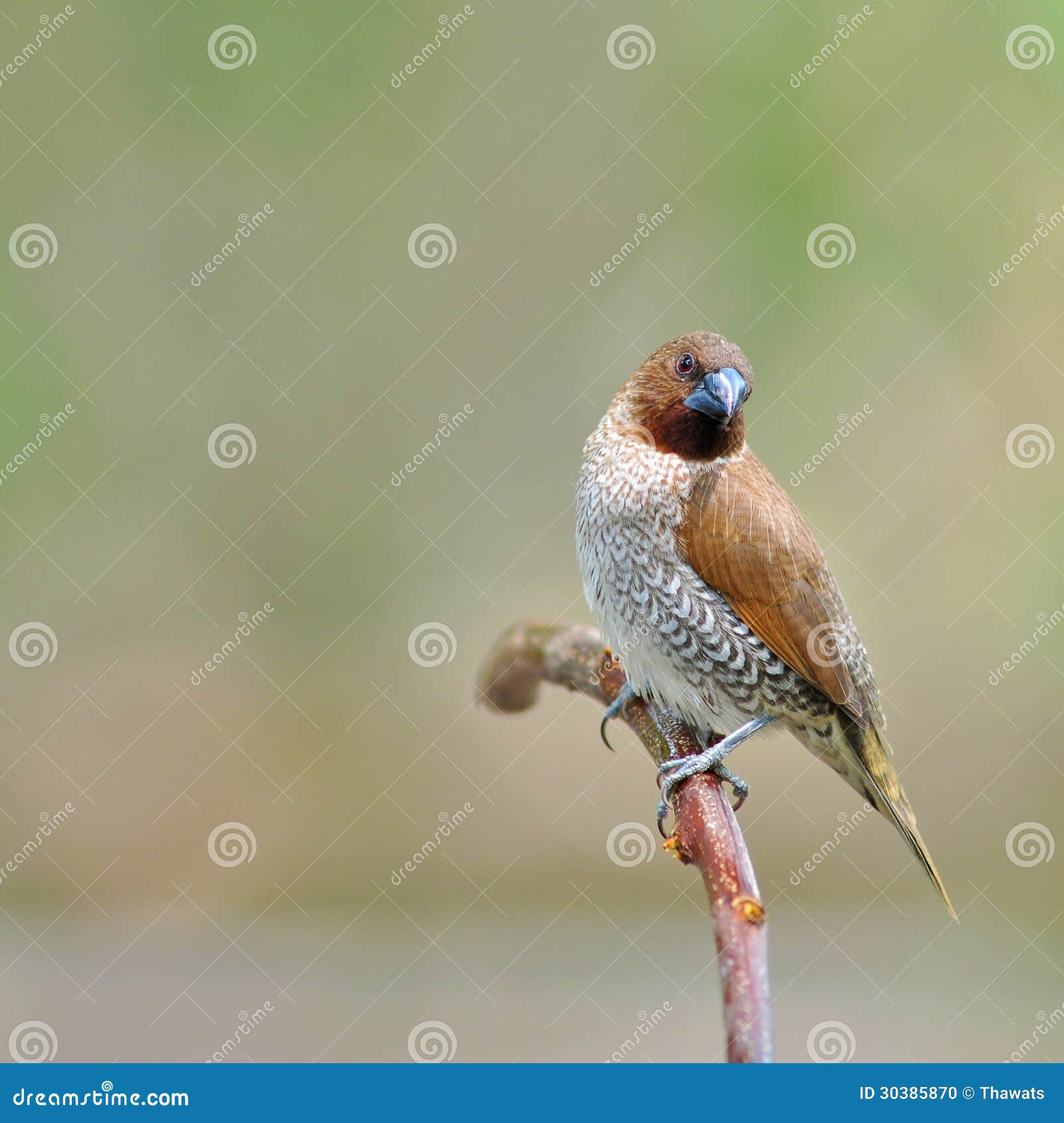 Spotted munia bird stock photo. Image of forest, grass - 30385870