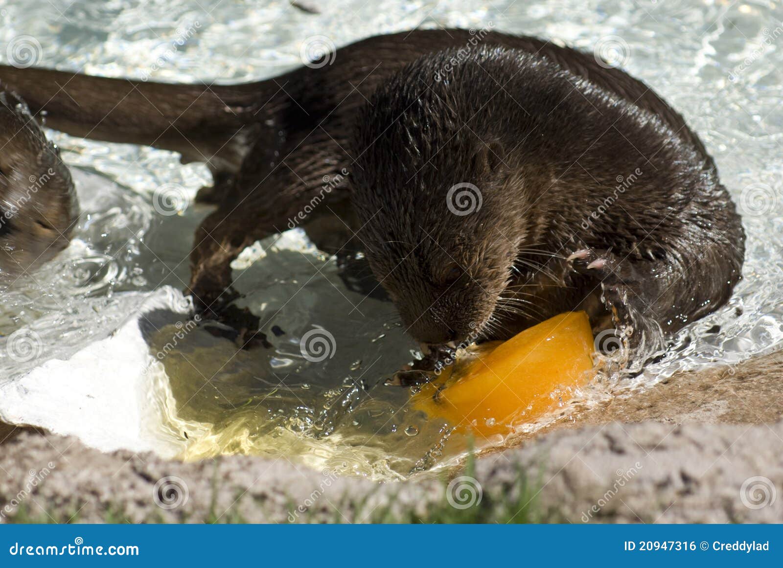 Spotted Neck Otter stock photo. Image of captivity, smiling - 20947316