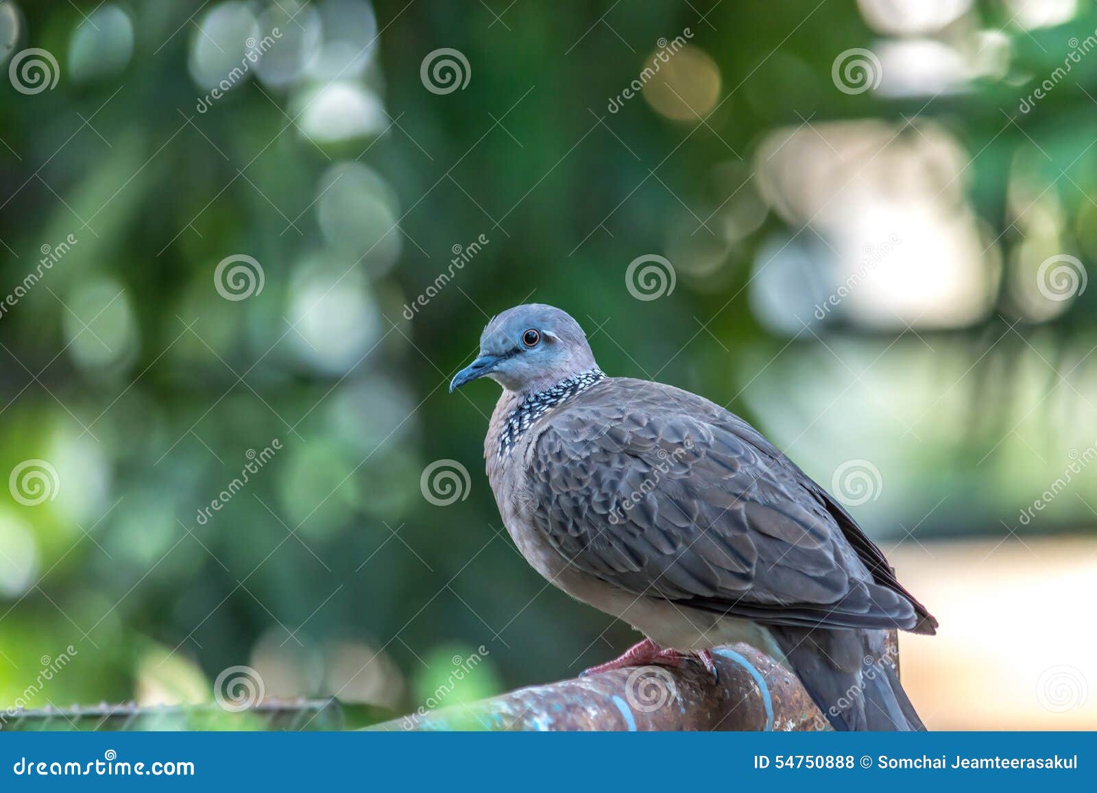 Spotted-necked Dove in the Back Yard. Stock Photo - Image of dove, neck ...