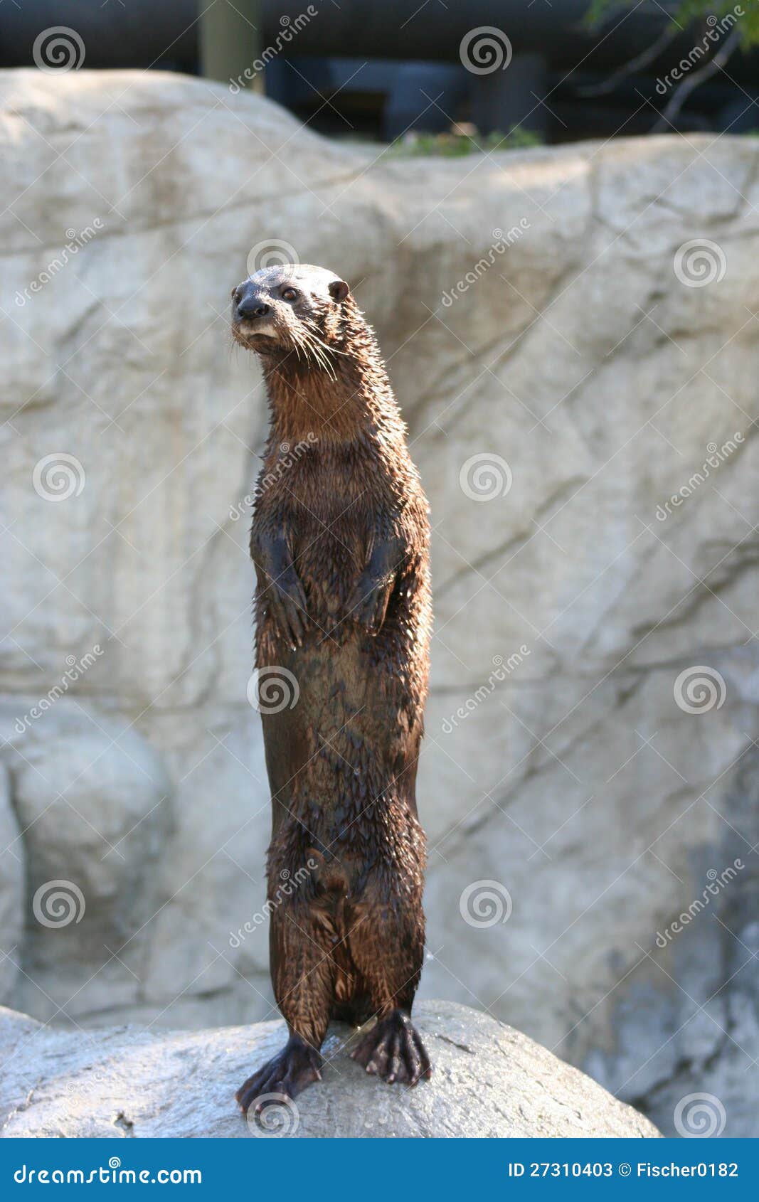 Spotted-necked Otter (Lutra Maculicollis) Stock Image - Image of lutra ...