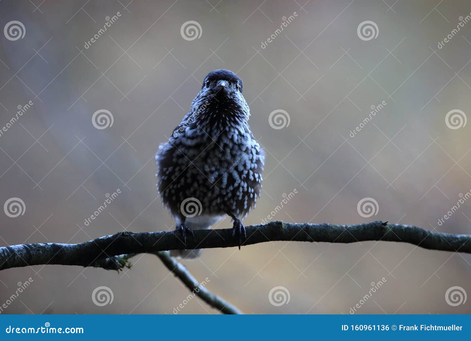 Spotted Nutcracker, Eurasian Nutcracker Black Forest Germany Stock ...