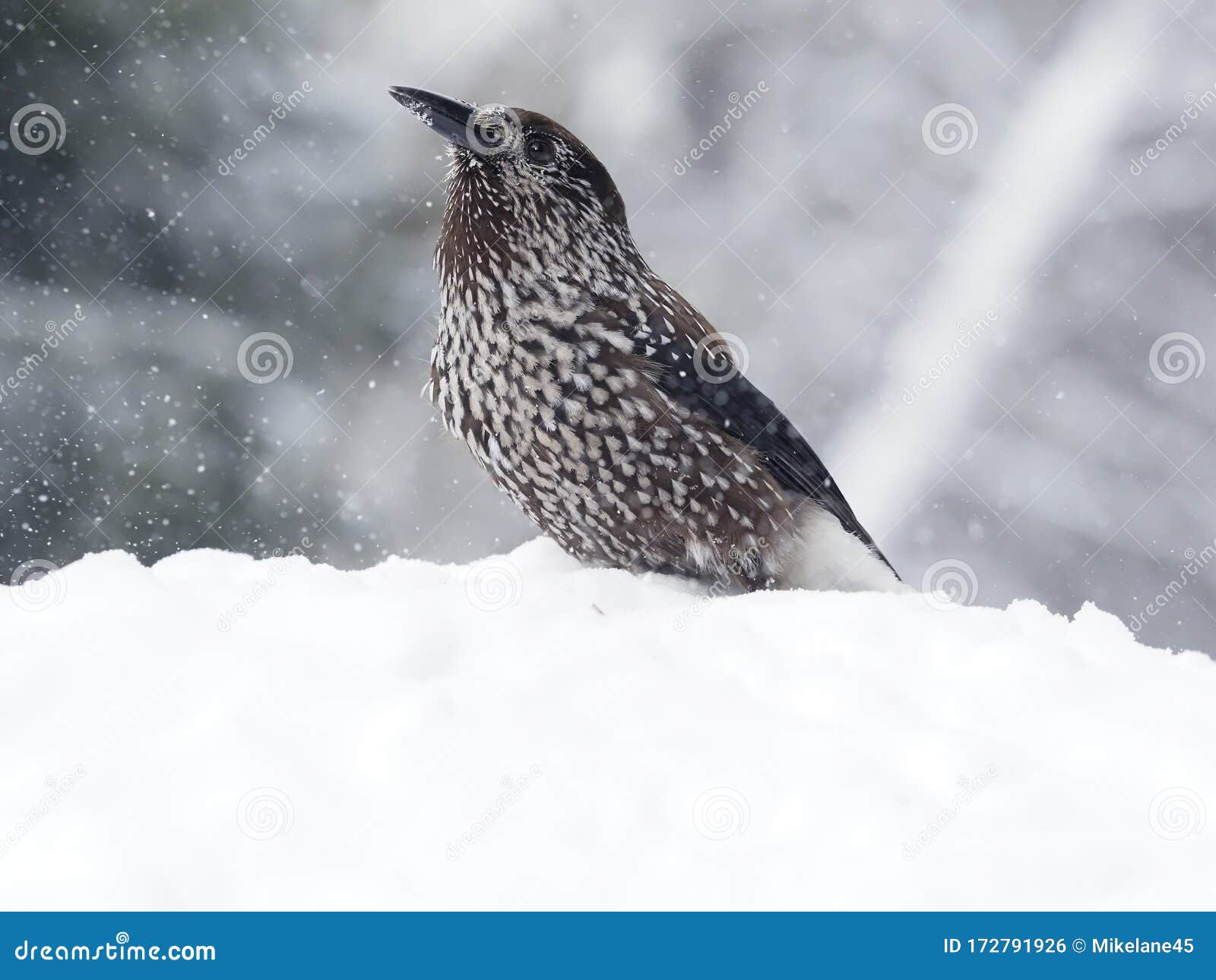 Spotted Nutcracker, Nucifraga Caryocatactes Stock Photo - Image of ... Spotted Nutcracker, Nucifraga Caryocatactes Stock Photo - Image of ...