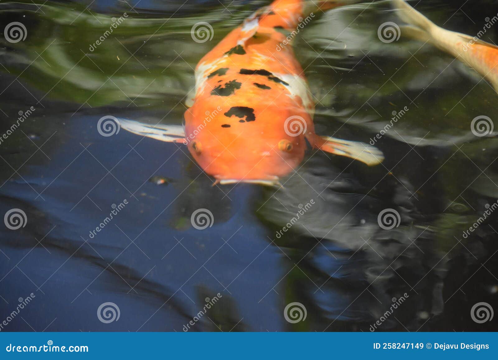 Spotted Orange and Black Koi Fish in Water Stock Image - Image of wild ...