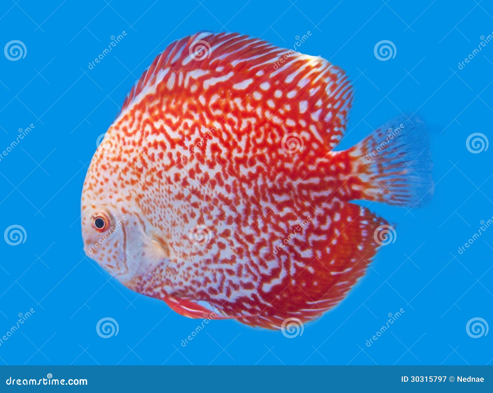 Spotted orange discus. stock image. Image of live, full - 30315797
