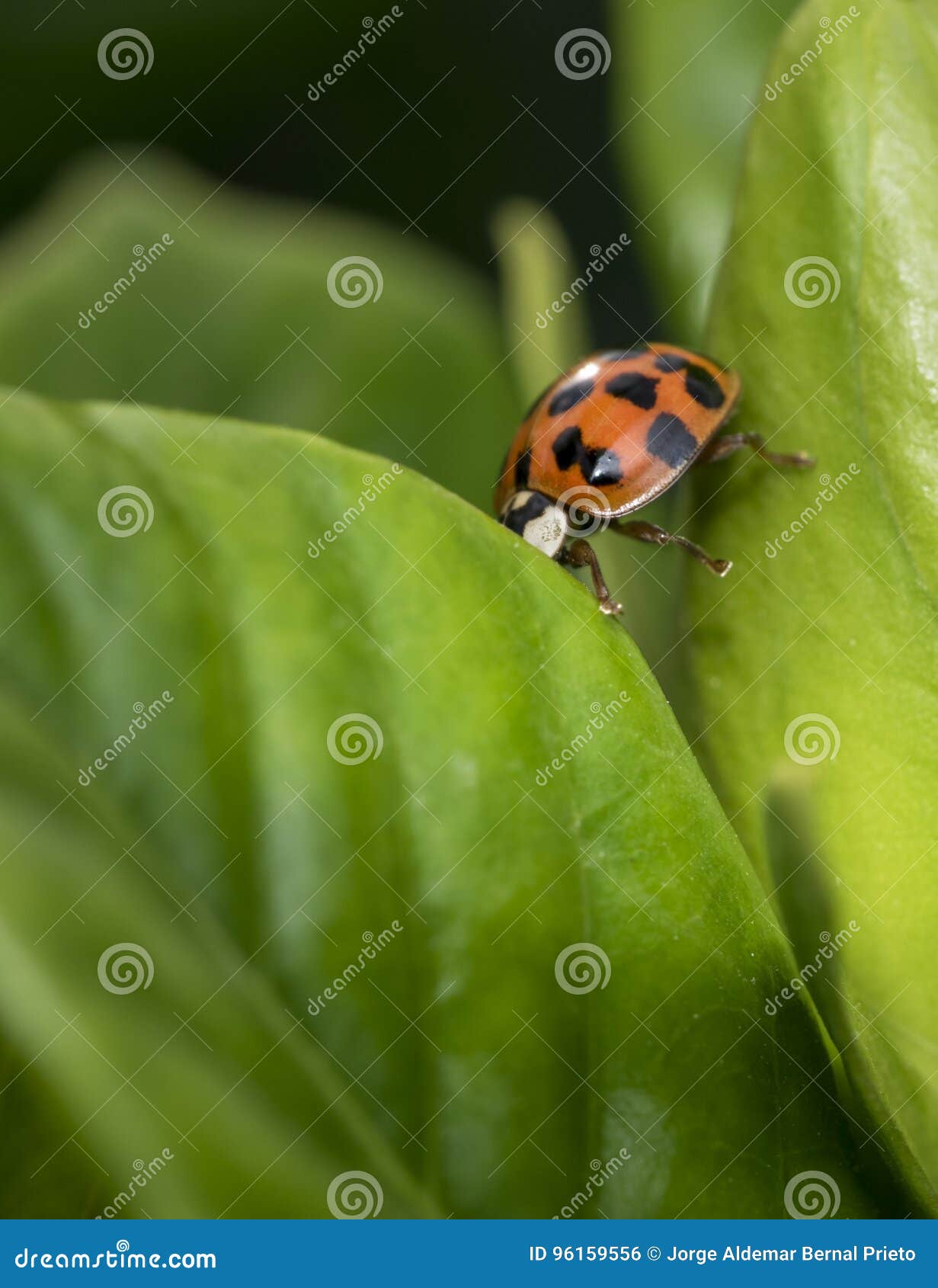 Spotted Orange Ladybug on a Leaf Stock Photo - Image of beautiful ...