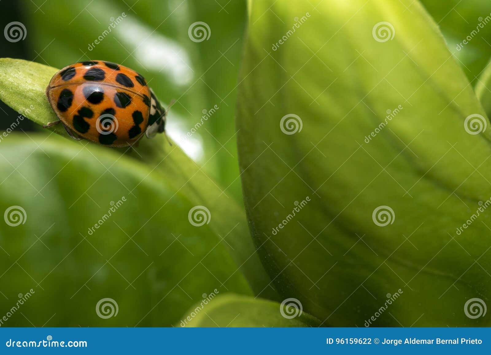 Spotted Orange Ladybug on a Leaf Stock Photo - Image of branch, beetle ...