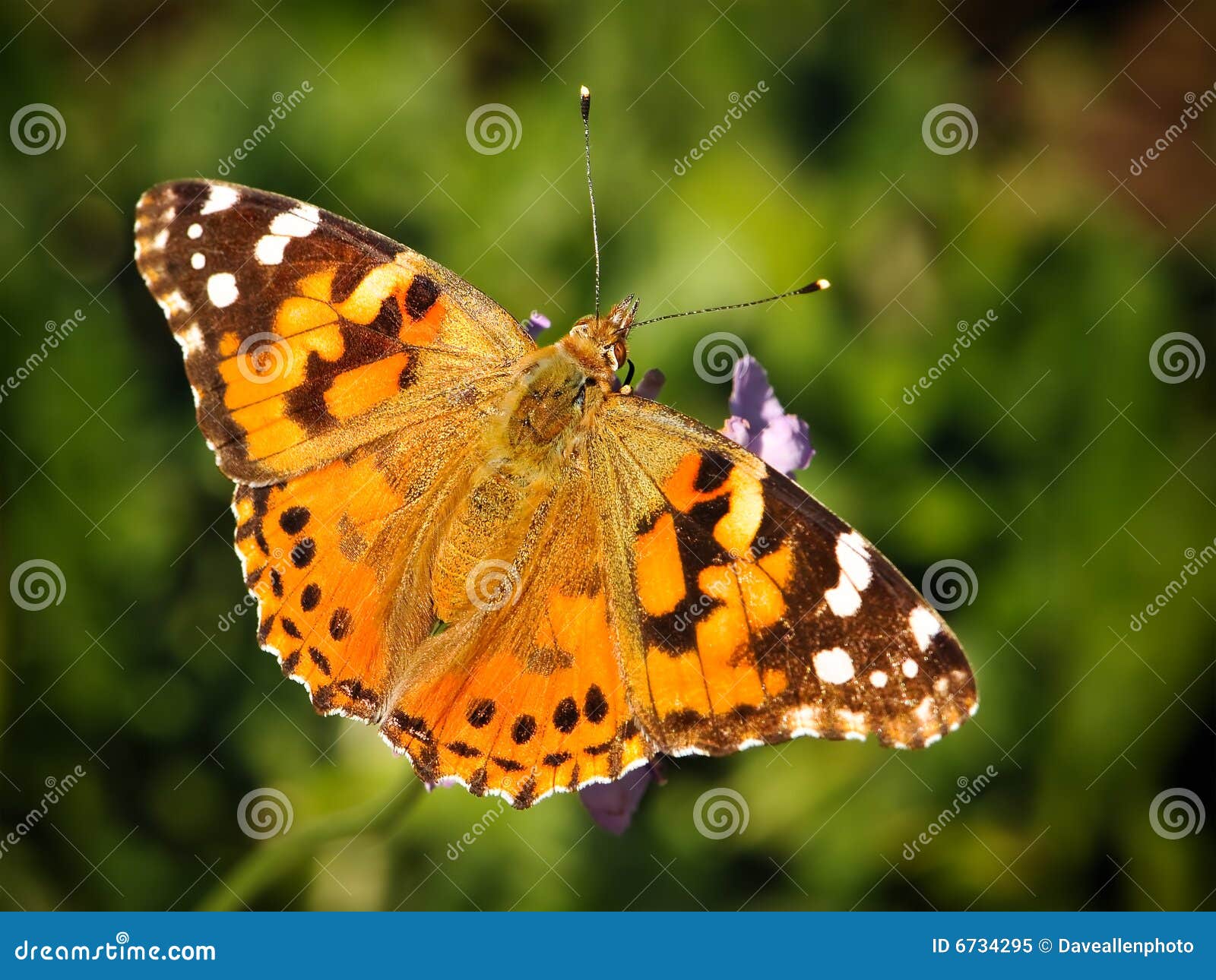 Spotted Orange Spring Butterfly on Vegetation Stock Image - Image of ...
